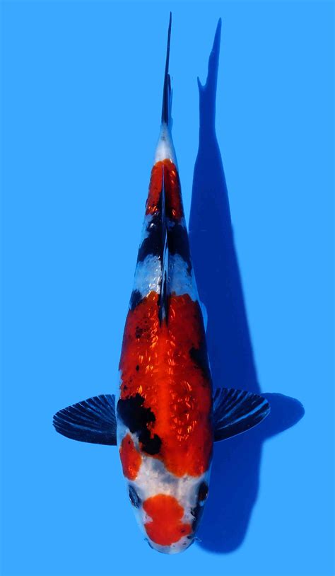 Gin Rin Showa Jpn Koi Co