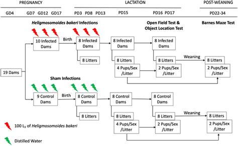 Schematic Representing Experimental Design And Protocol Of The 19 Download Scientific Diagram