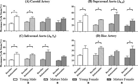 Anatomical Location Sex And Age Influence Murine Arterial Circumferential Cyclic Strain Before