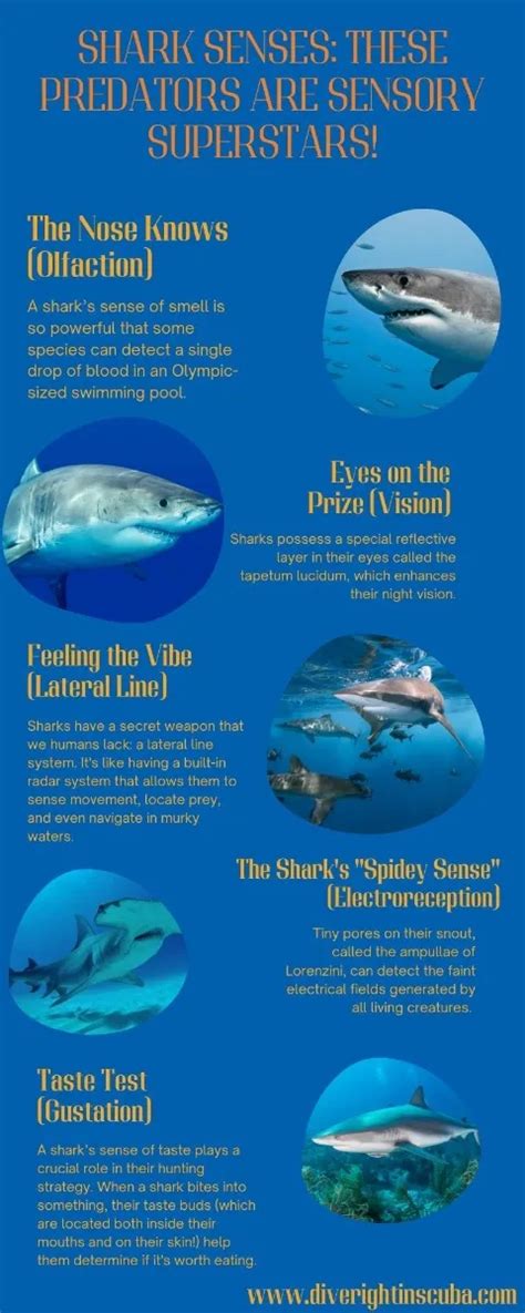 Shark Senses These Predators Are Sensory Superstars