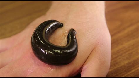 Giant Leech With Teeth
