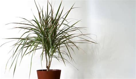 How To Take Care Of Indoor Dragon Tree At Cathy Remington Blog