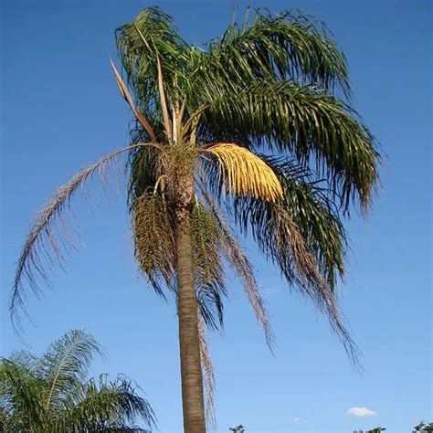 How To Grow Queen Palm Tree Syagrus Romanzoffiana