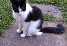 Cat Bowing S Tenor