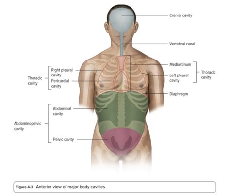 Biol 3156 Chapter 4 Flashcards Quizlet
