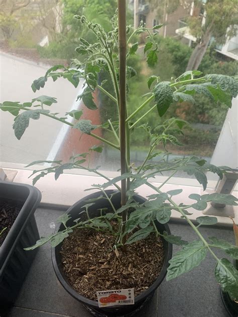 Any Idea Why This Tomato Plants Leaves Curling Rgardeningaustralia