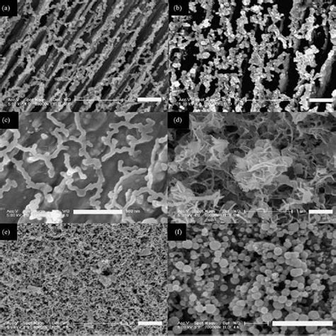 According To Different Reaction Times The Growth Of Zno Nanostructure Download Scientific