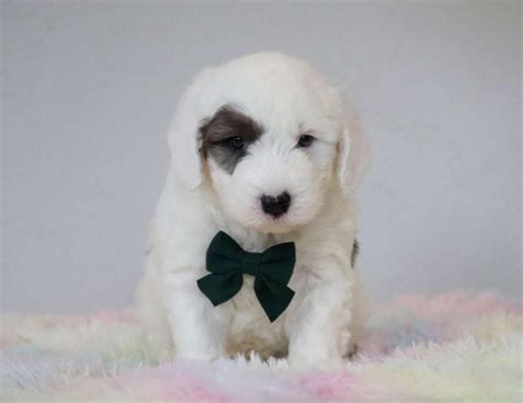 Best Seattle Sheepadoodles Available — Crockett Doodles