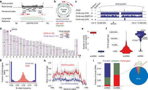 Extrachromosomal Circular Dna Drives Oncogenic Genome Remodeling In