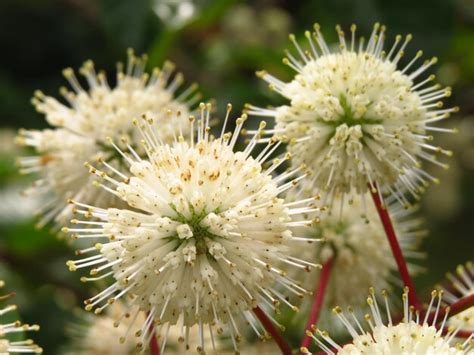 40 Buttonbush Pictures
