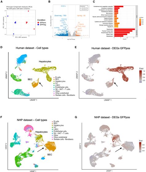 Identification Of Hepatocyte Primed Cholangiocytes In The Homeostatic