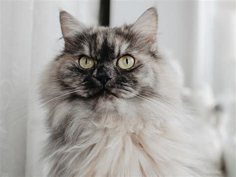 8 Long Haired Cat Breeds And Their Fluffy Tales