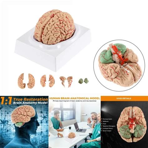 11 Human Brain Model Anatomically Accurate Brain Model Life Size