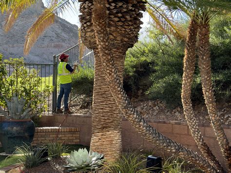 Why Fall Fertilization Is Important First Choice Tree Service