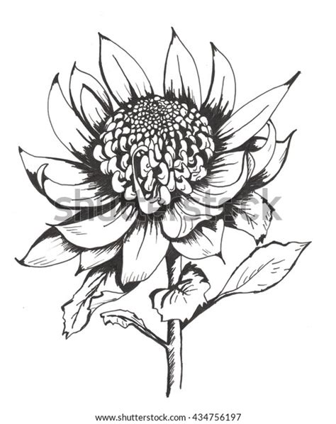 Australian Waratah Line Drawing Tattoo Single Stock Illustration 434756197