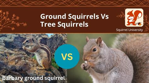 Ground Squirrels Vs Tree Squirrels A Detailed Comparison Squirrel University