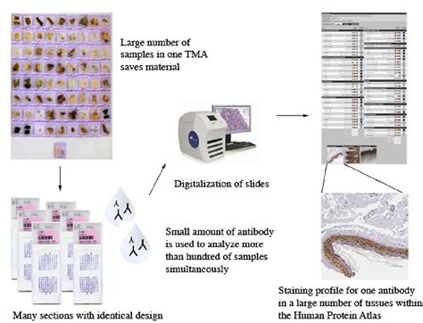 Figure 1 From Production Of Tissue Microarrays Immunohistochemistry Staining And Digitalization