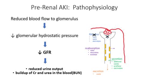 Pathophys Renal Flashcards Quizlet Pathophys Renal Flashcards Quizlet
