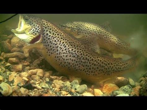 Brown trout mating spawning shedding lying eggs in wild underwater Нерест форели подводная съёмка