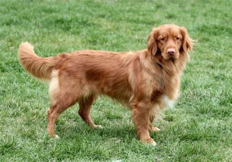 15 Best Duck Hunting Dog Breeds Thatre Good Companions Puplore