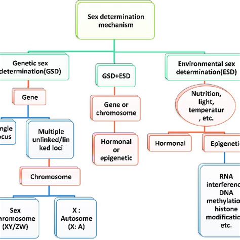 Different Types Of Sex Determination Mechanisms In The Plant Kingdom