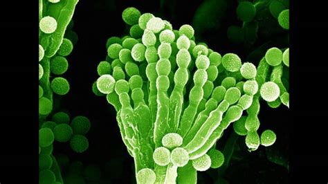 Diagrama De Penicillium Notatum