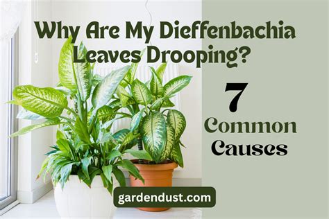 15 Common Problems Of Cabbage And How To Solve Them Garden Dust