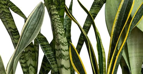 Popular Types Of Snake Plants Sansevieria Varieties W Pictures