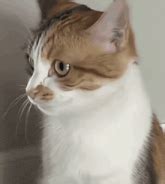 Hissing Cat S Tenor