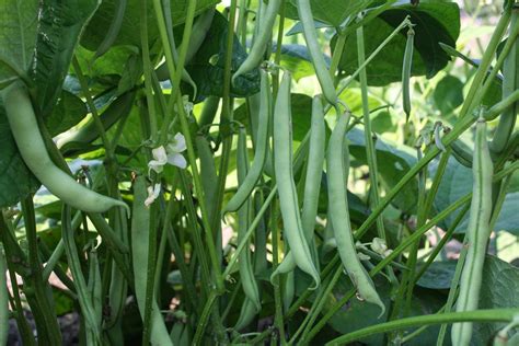 Prunkbohne Black Knight Online Kaufen Phaseolus Coccineus Aussäen Jansen Samen Jansen Zaden