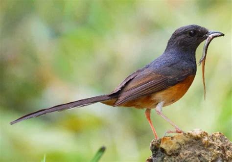 Jenis Makanan Burung Murai Agar Cepat Gacor