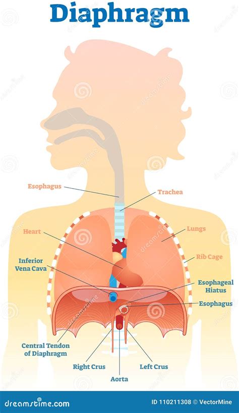 Esophagus And Trachea Diagram The Esophagus Anatomy And 3d