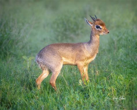 African Antelope Small