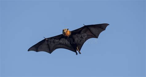 Grey Headed Flying Fox Bat Stock Image Image Of Australia Headed