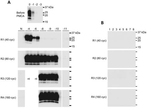 A The Prpsc Seed Was Diluted To To With Prpc Substrate And Download Scientific