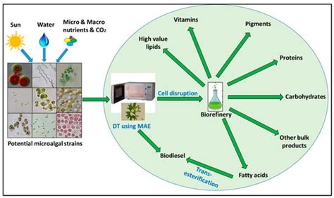 Biology Free Full Text Microwave Assisted Extraction For Microalgae