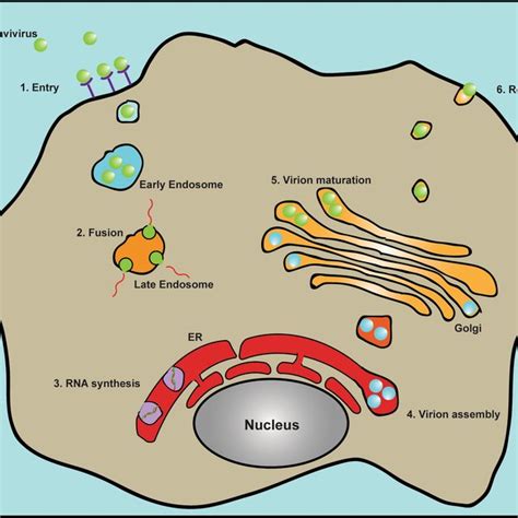 Life Cycle Of Flavivirus Flavivirus Enters Cell Through Endocytosis