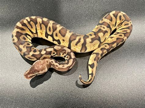 Hidden Gene Woma Pastel 50 Het Clown Ball Python By Concept Reptile
