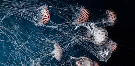 What Do Jellyfish Eat Discover Their Favorite Diet