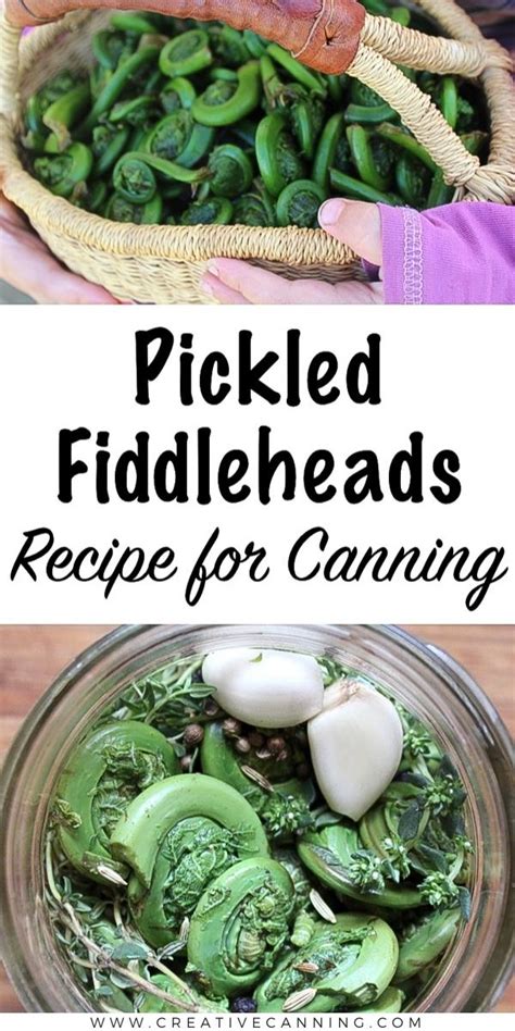 Pickled Fiddleheads Creative Canning