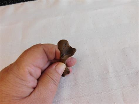 Turtle Femur Fossil Fossils And Artifacts For Sale Paleo Enterprises