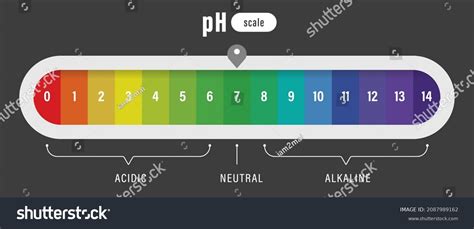 Ph Value Scale Chart Acid Alkaline Stock Vector (Royalty Free) 2087989162 | Shutterstock