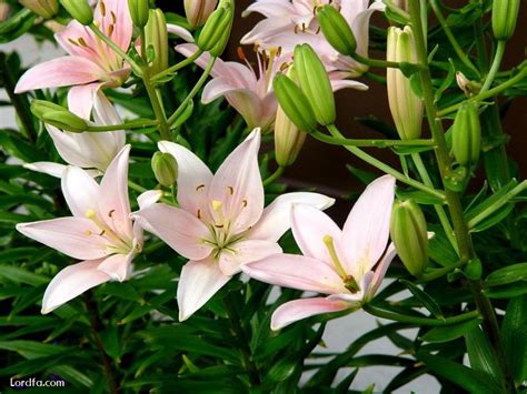 گل های لیلی زرد،سفید، بنفش وصورتی