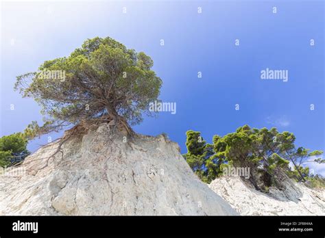 Tree Growing On Edge Cliff Hi Res Stock Photography And Images Alamy