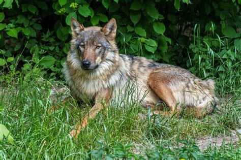 Lupus Europeo De Gray Wolf Canis En Un Parque Alemán Imagen De Archivo