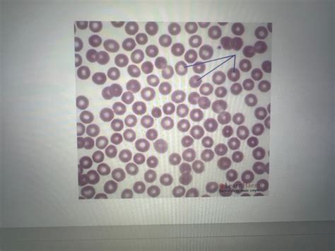 Unit Lab Flashcards Quizlet