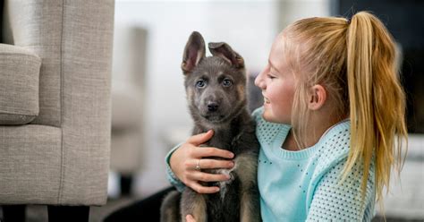 Do Animal Shelters Have Puppies Aussie Adoption Guide Zachs Pet Shop
