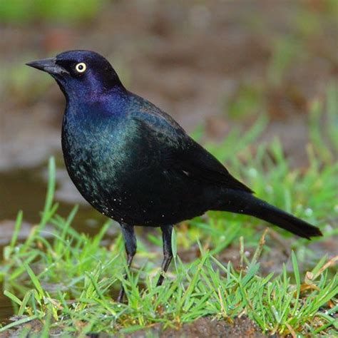 Brewers Blackbird Black Bird Bird Life List Bird Photo