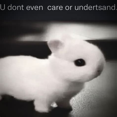 Funny Bunny Memes Artofit