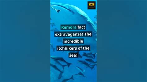 Symbiotic Wonders Unveiling The Fascinating World Of Remoras Shorts